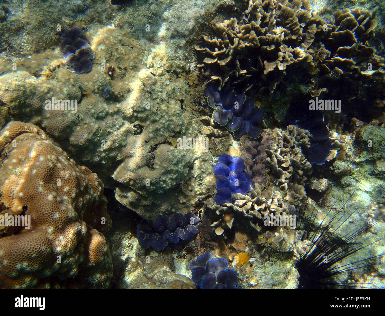 Beautiful coral reef and giant blue clams underwater Stock Photo - Alamy