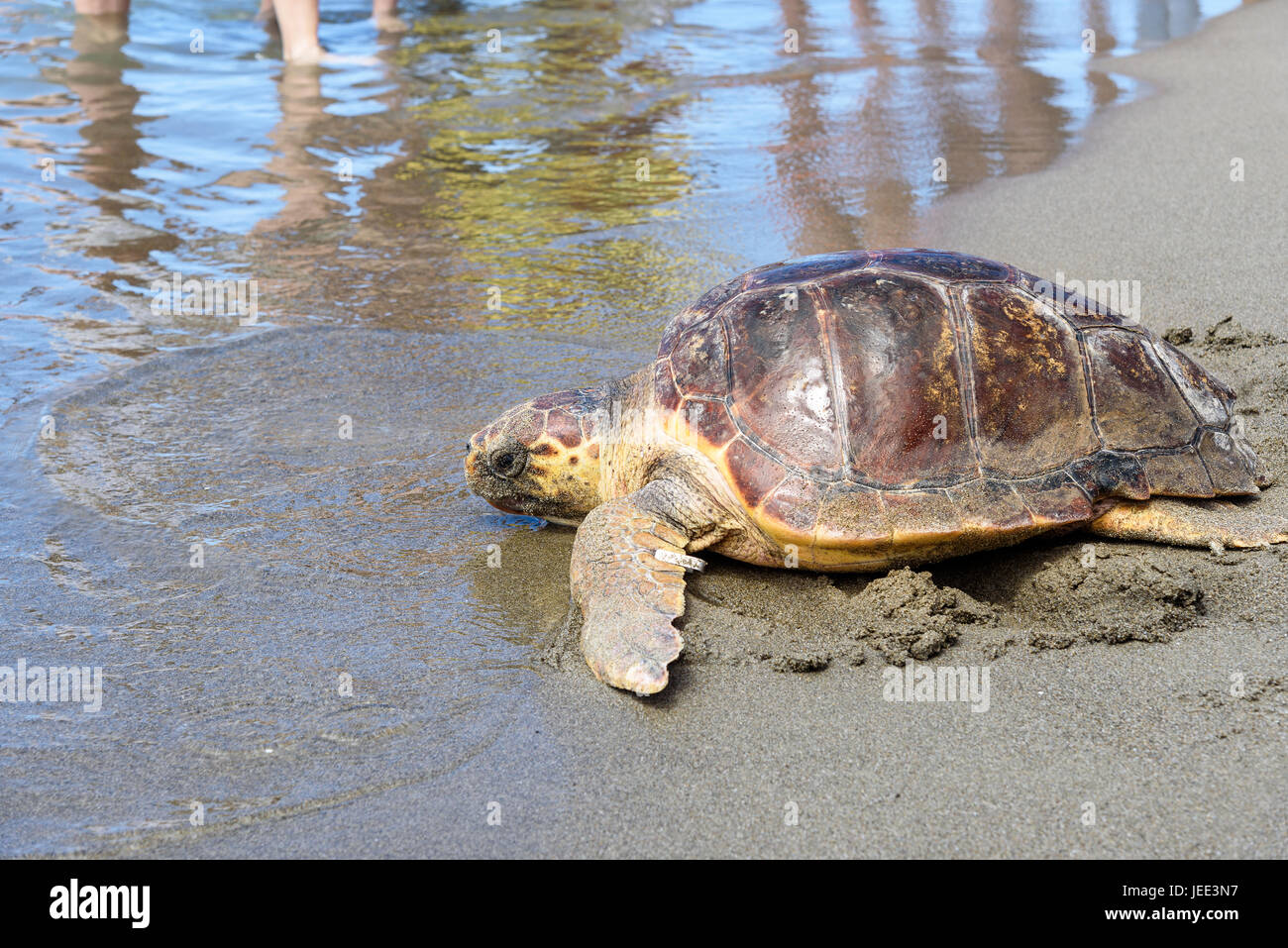 Loggerhead Sea Turtle (Caretta caretta) released back into the wild ...