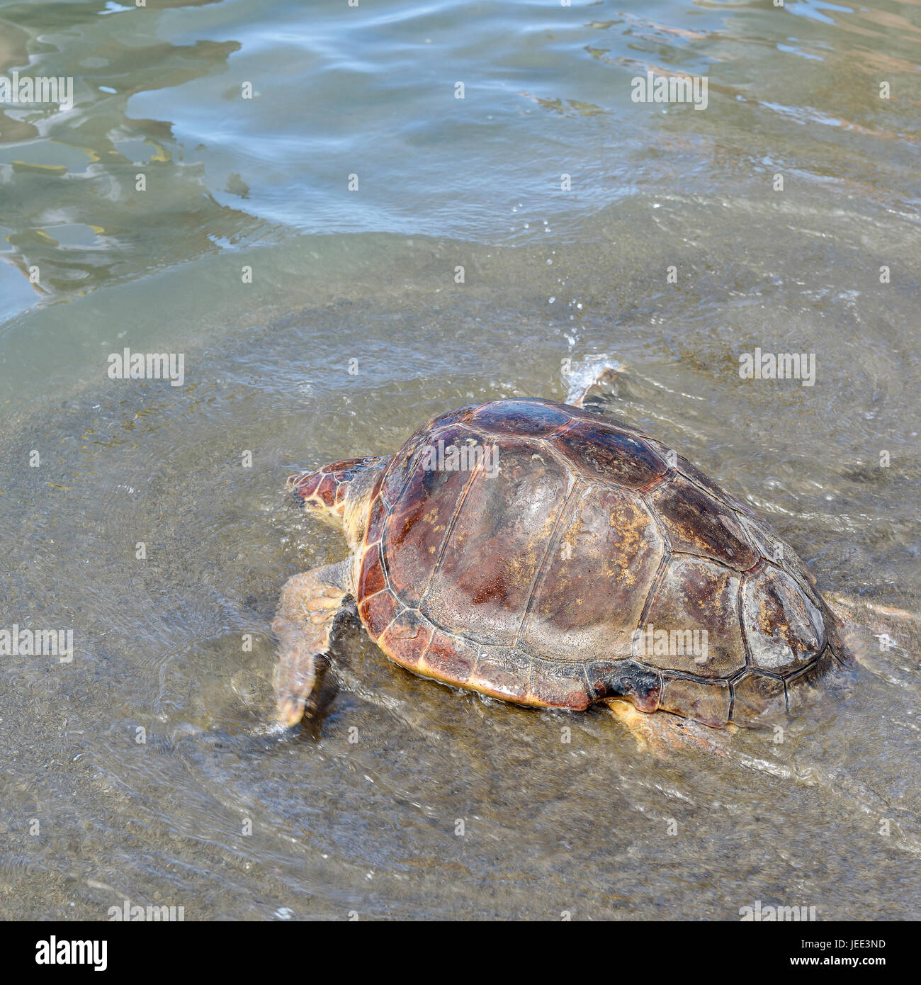 Loggerhead Sea Turtle (Caretta caretta) released back into the wild ...