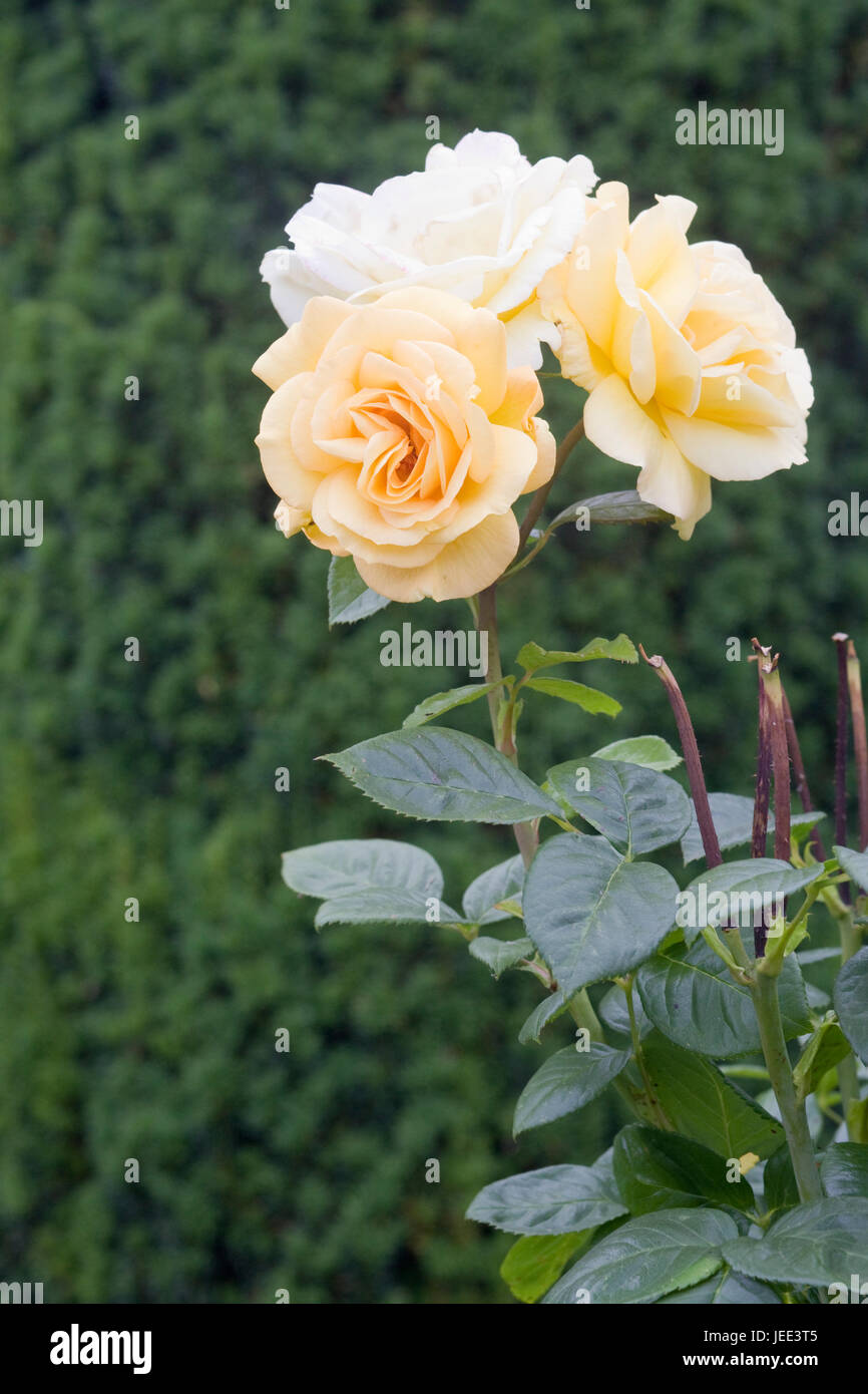yellow roses in a garden Stock Photo - Alamy