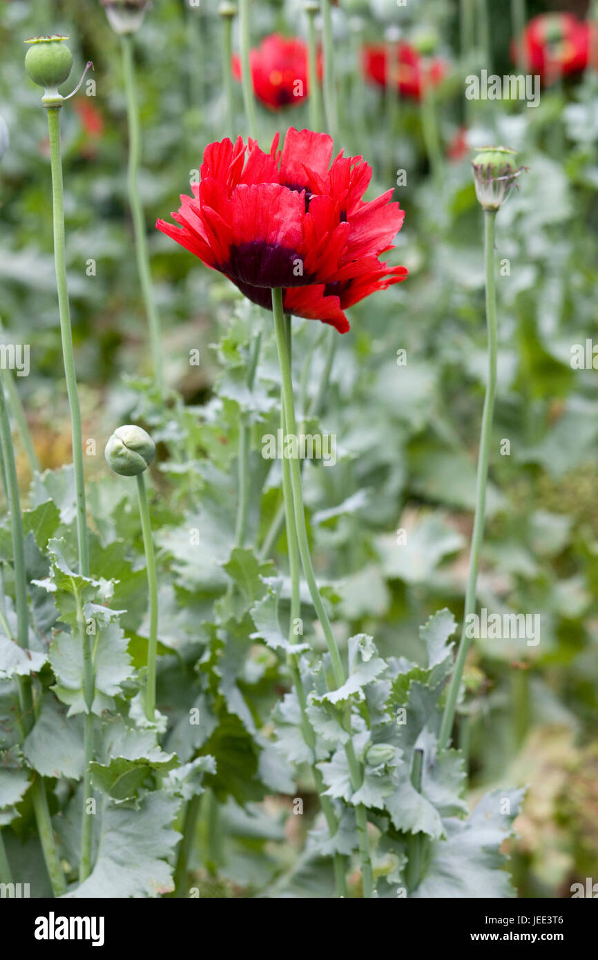 Oriental Poppy Beauty of Livermere - Papaver orientalis Stock Photo - Alamy