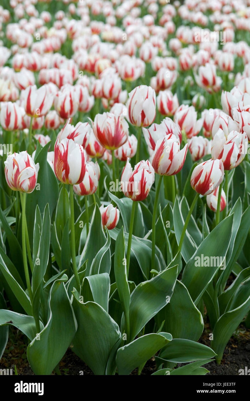 Candy cane tulips Stock Photo - Alamy