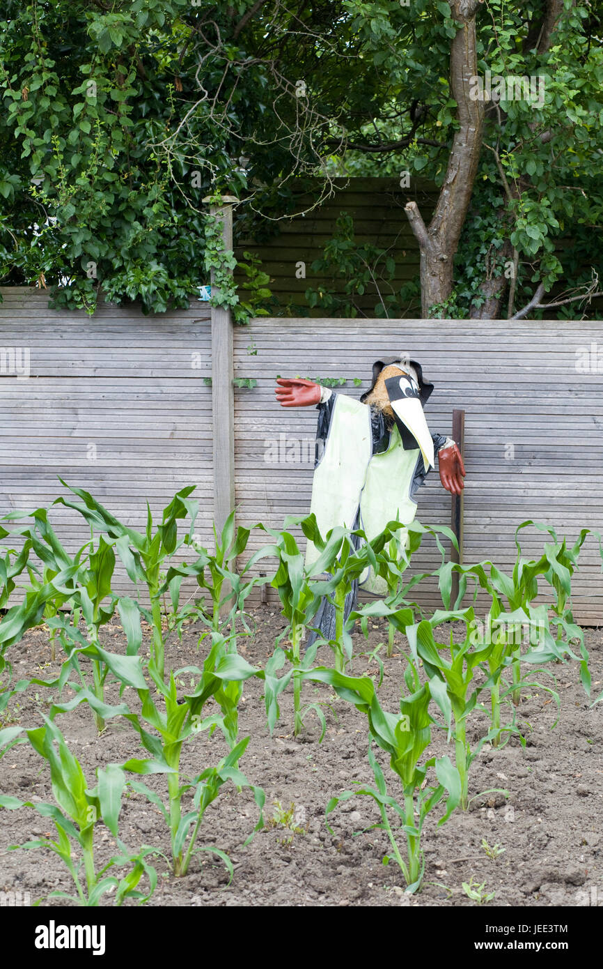 decorative scarecrows, Crow guarding sweet corn Stock Photo - Alamy