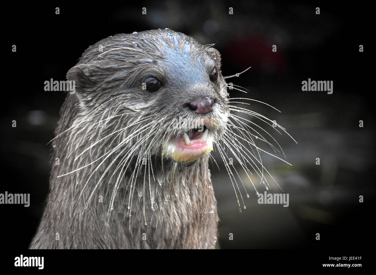 Cute female otter Stock Photo - Alamy