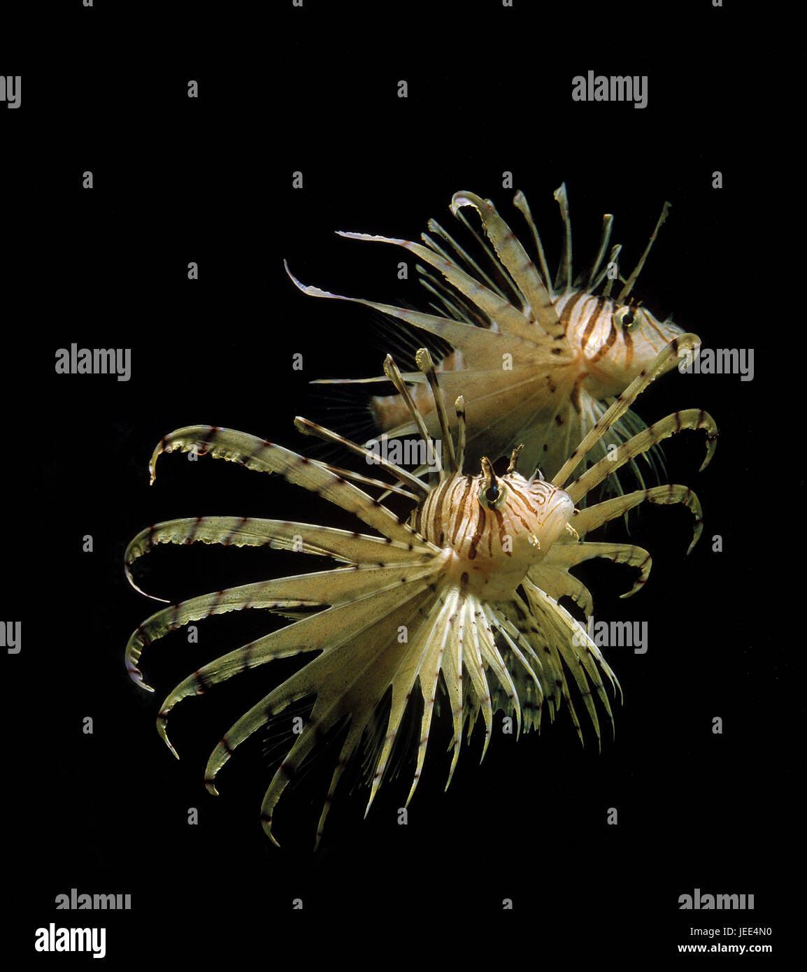 Pacific red fire fish, Pterois volitans, toxic, adult animal Stock ...