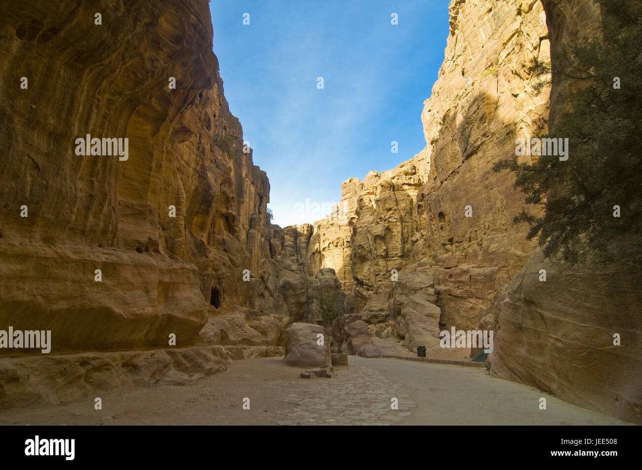 Rock vegetation in the canyon with Petra, Jordan Stock Photo - Alamy