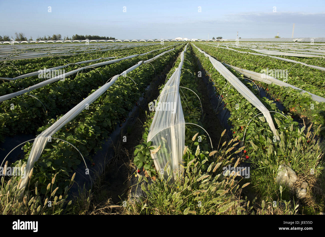 Strawberry field hi-res stock photography and images - Alamy