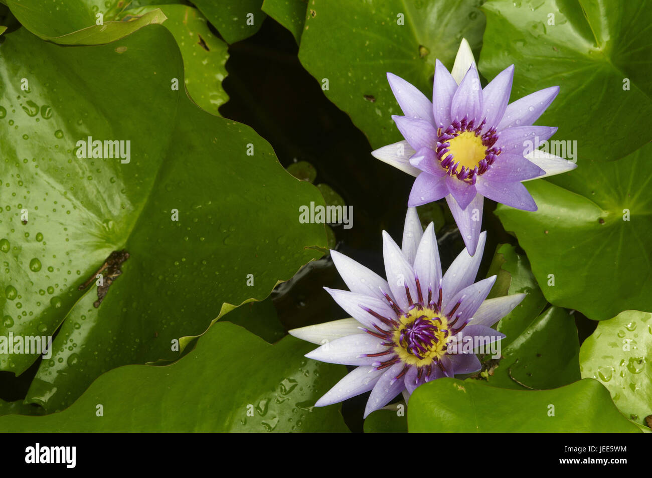 Martinique, Balata, botanical garden, water plants Stock Photo - Alamy