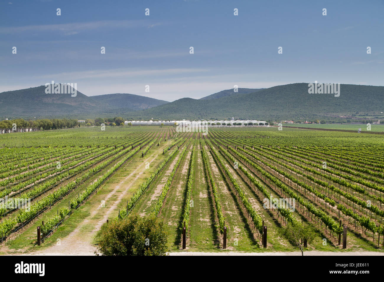 grapes in Baja California Mexico Stock Photo - Alamy