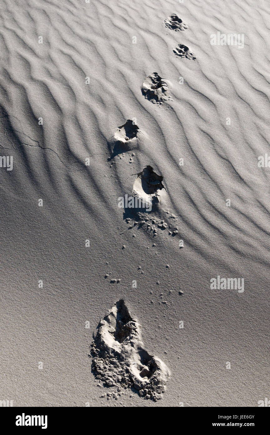 Dog tracks sand hi-res stock photography and images - Alamy