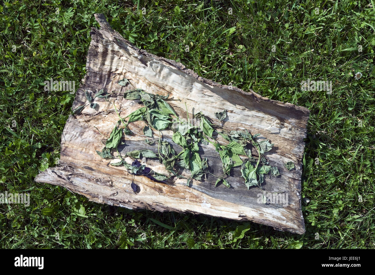 Drying of plants on bark hi-res stock photography and images - Alamy