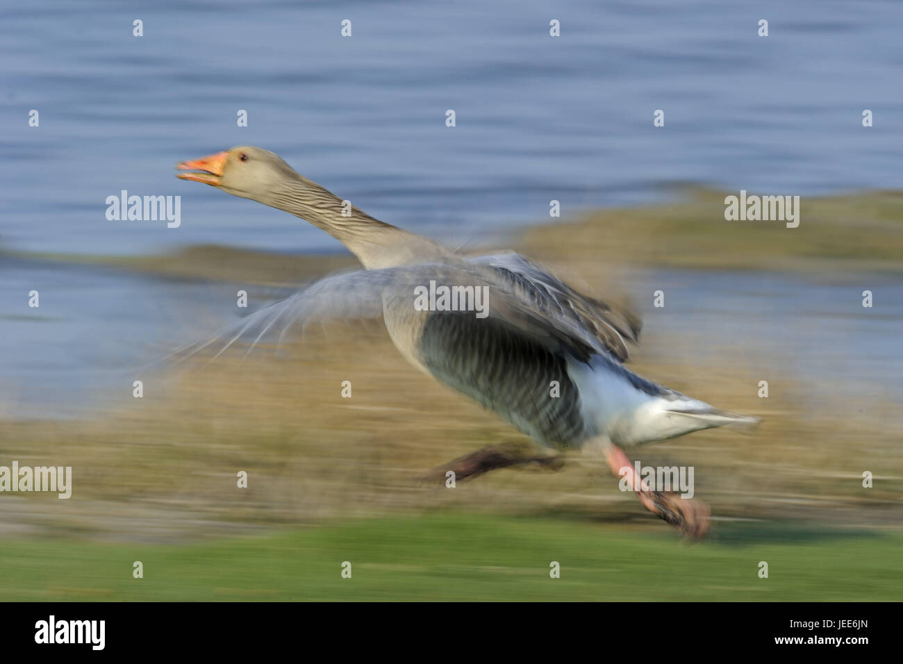Goose Attack Stock Photos & Goose Attack Stock Images - Alamy