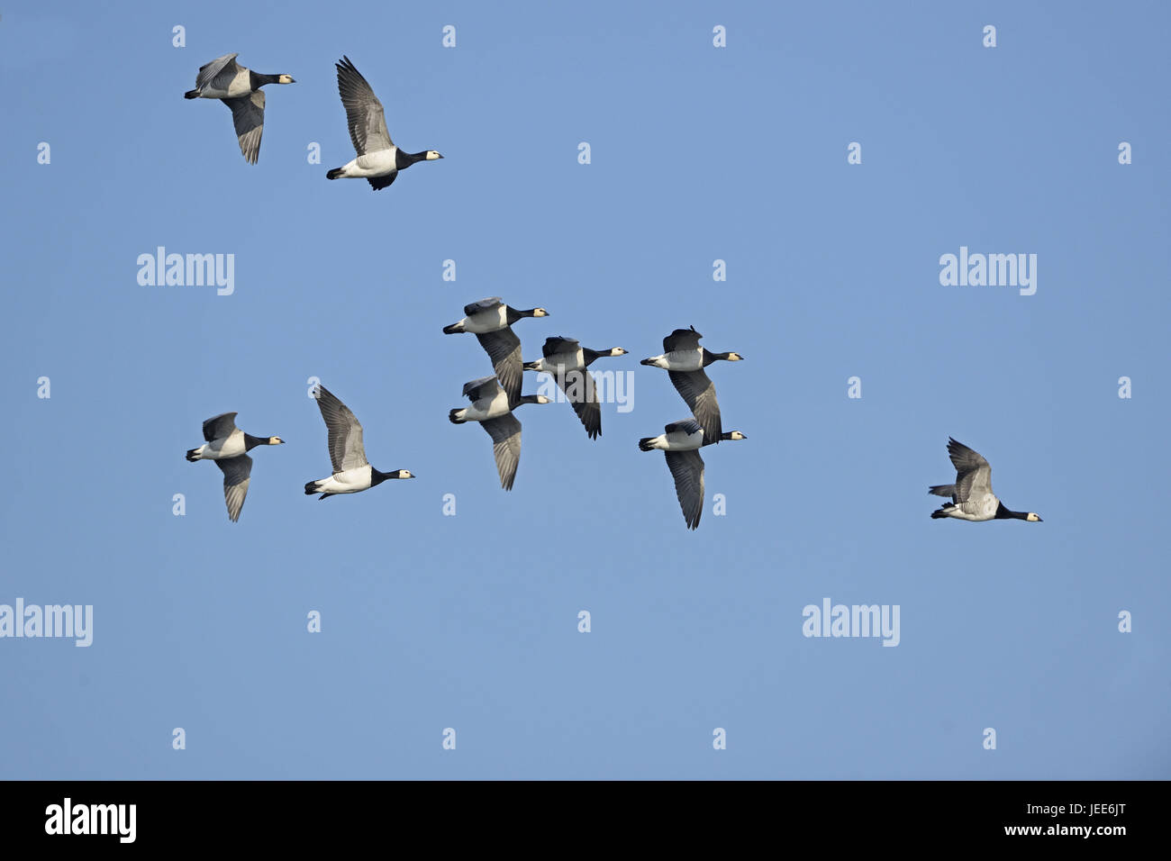White cheek geese in the flight, the Lower Rhine, Germany Stock Photo ...