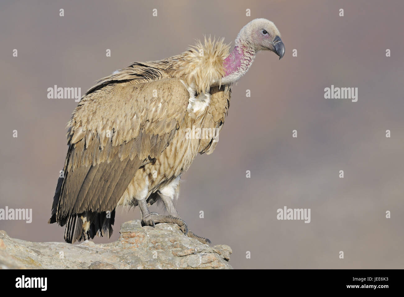 Park giants rocks hi-res stock photography and images - Alamy