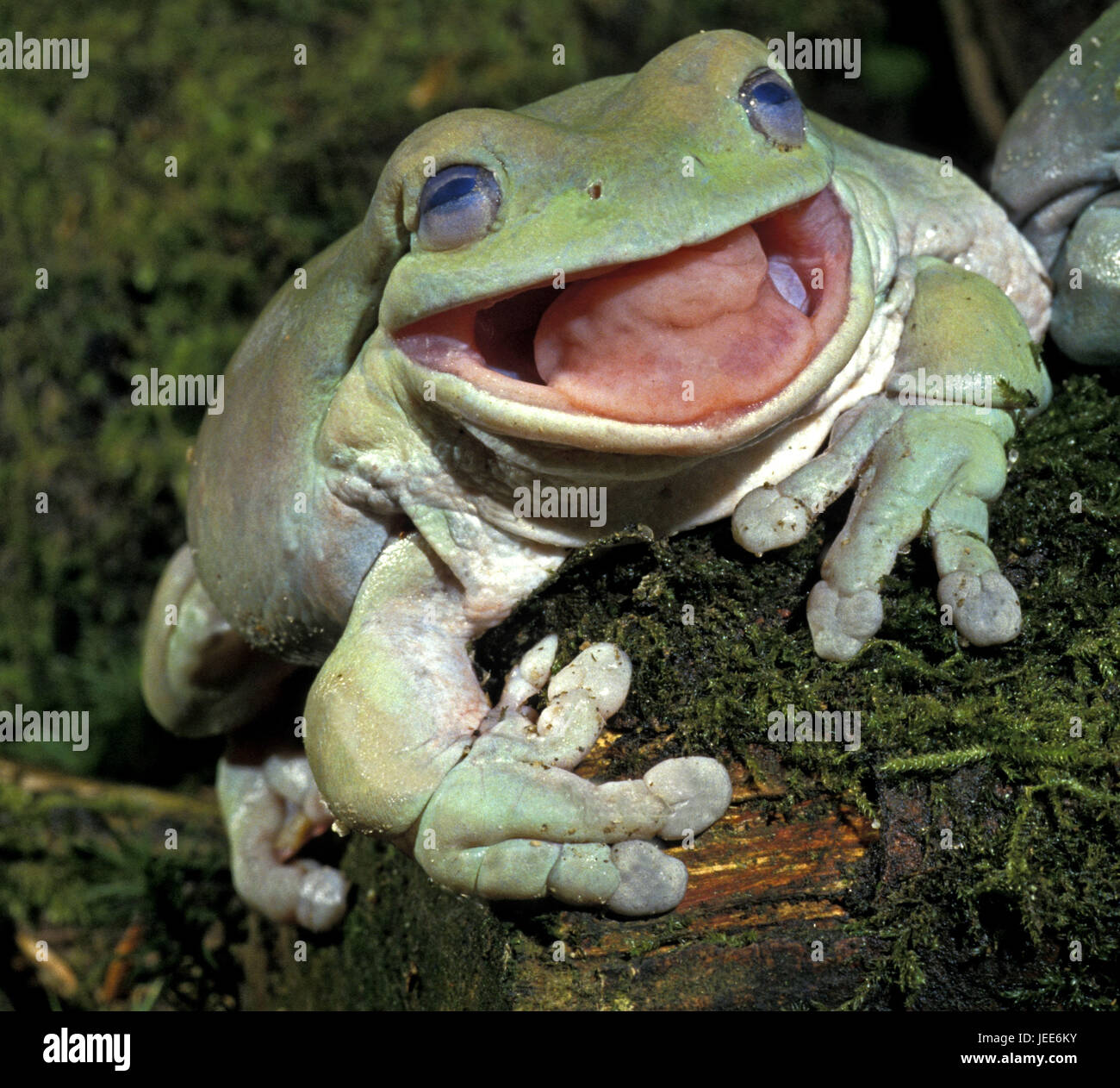 Coral finger foliage frog, Litoria caerulea, open mouth, Australia ...