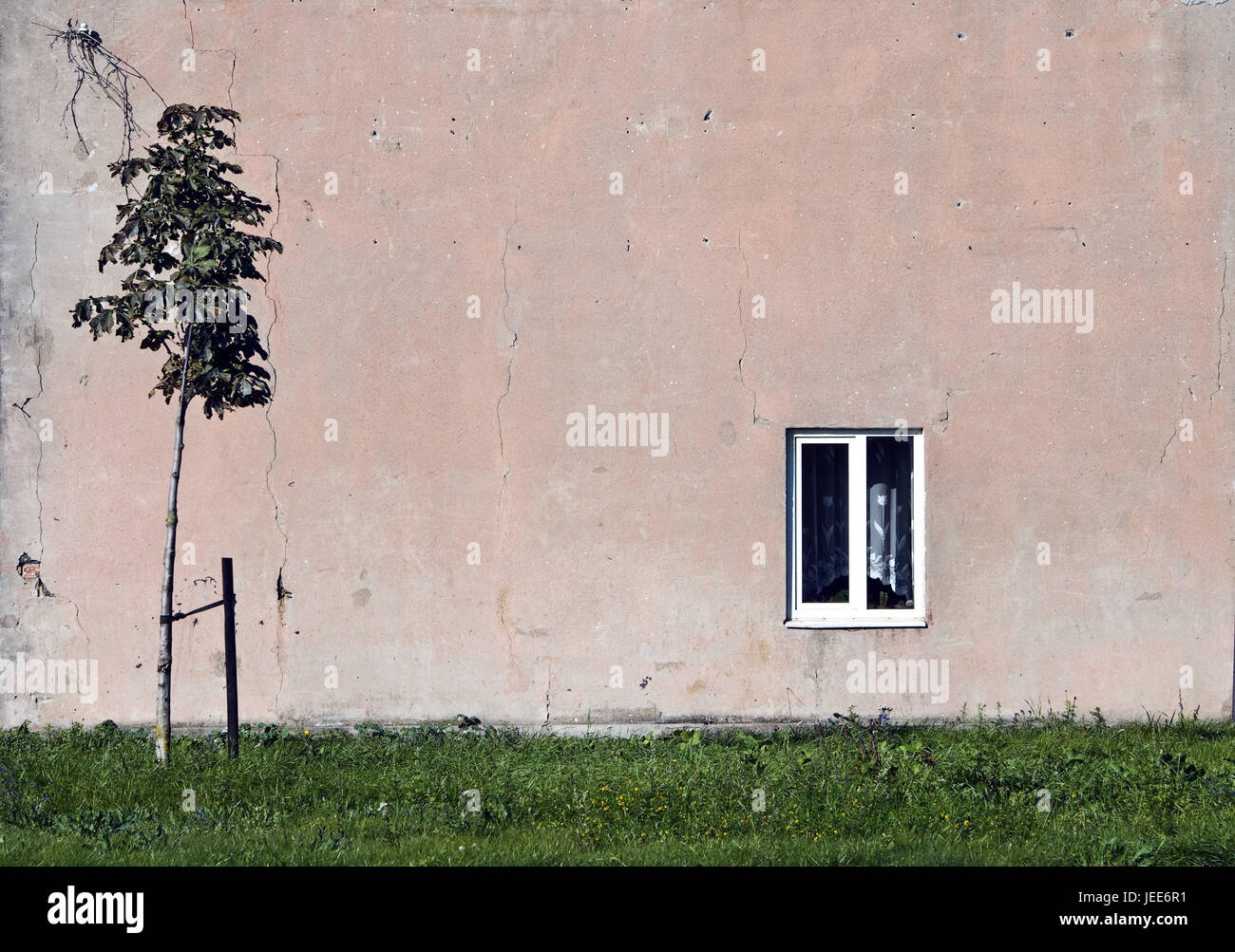 Tree outside a window hi-res stock photography and images - Alamy