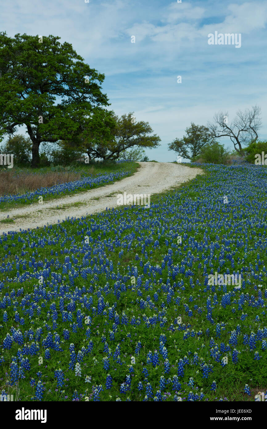 Spring bluebonnets of Texas Hill country. USA Stock Photo - Alamy