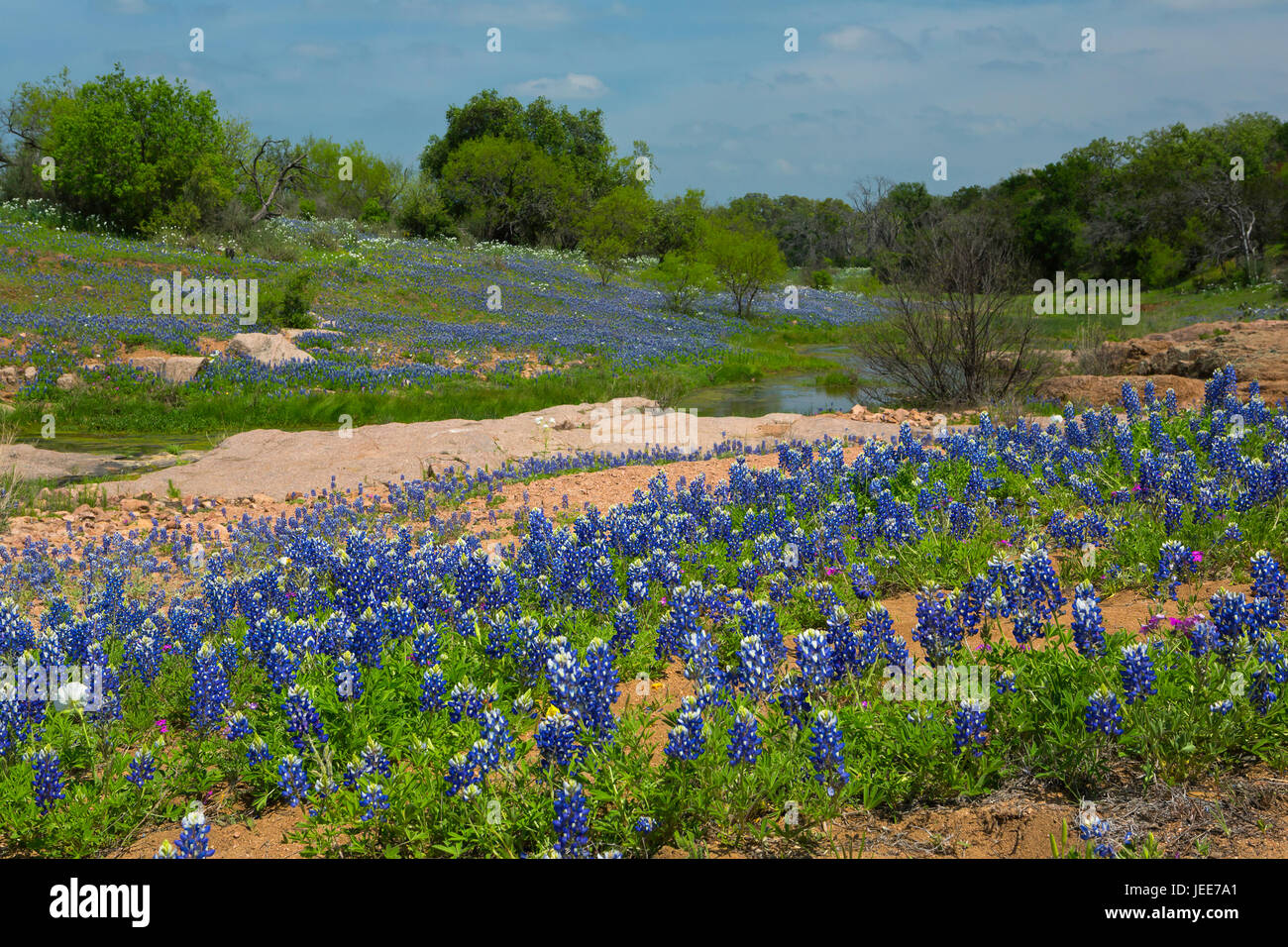 Spring bluebonnets of Texas Hill country. USA Stock Photo - Alamy