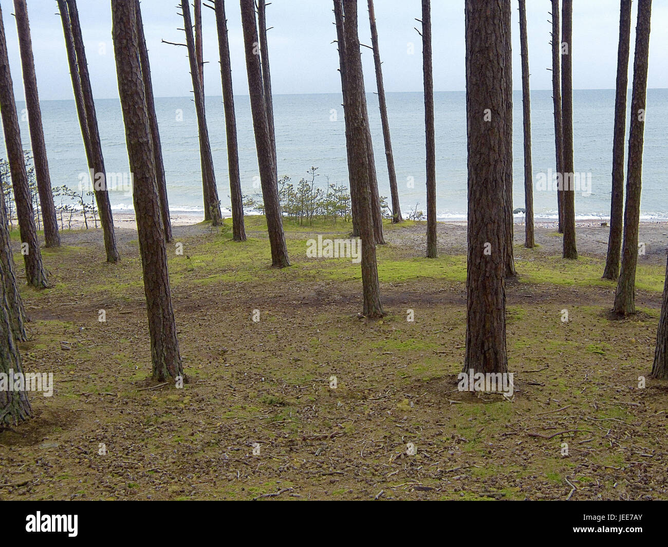 Sea, coast, trunks, Baltic coast, vegetation, conifers, jaws, plants ...
