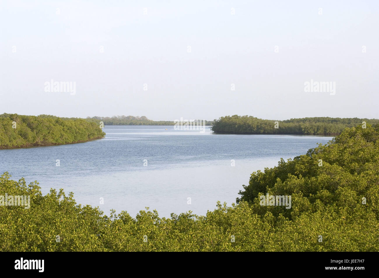 Mangroves, river scenery, Saloum delta, Senegal Stock Photo - Alamy