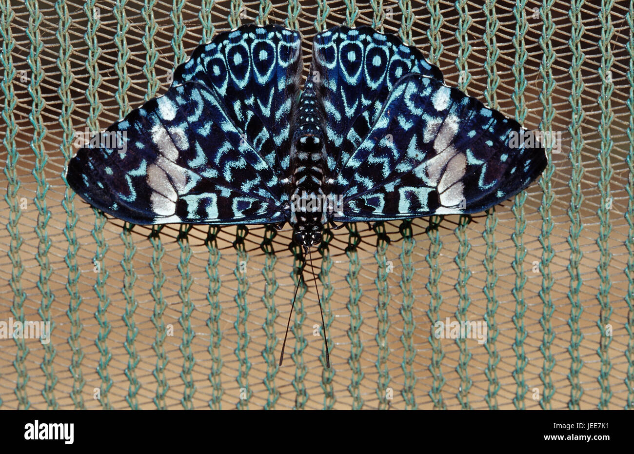 Calico butterfly hi-res stock photography and images - Alamy