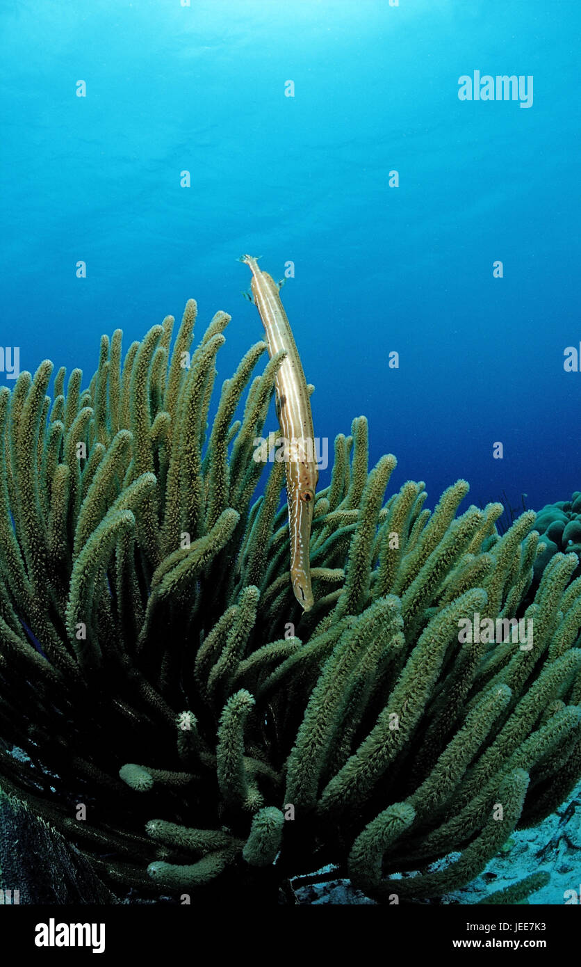 Trumpet fish hi-res stock photography and images - Alamy