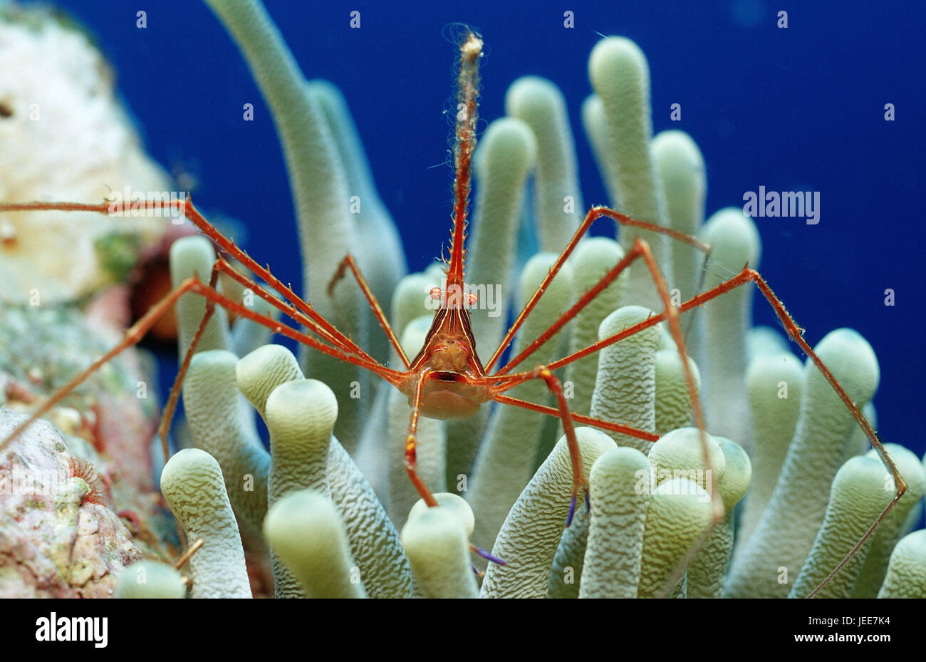 Spinning crab, Stenorhynchus seticornis, anemone, the Caribbean Stock ...