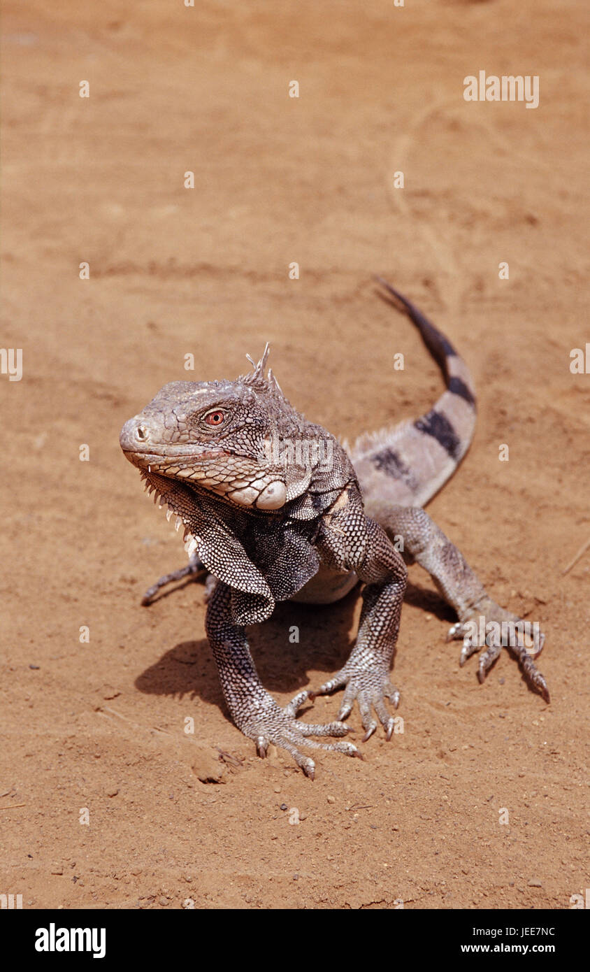 Leguan lizard hi-res stock photography and images - Alamy