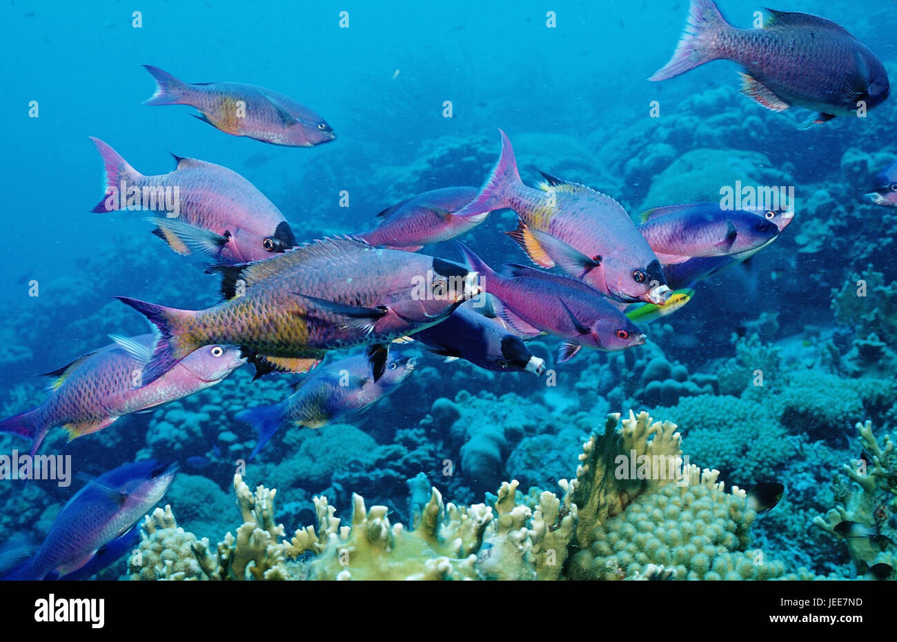 Kreolenlippfisch, Clepticus parrai, the Caribbean Stock Photo - Alamy