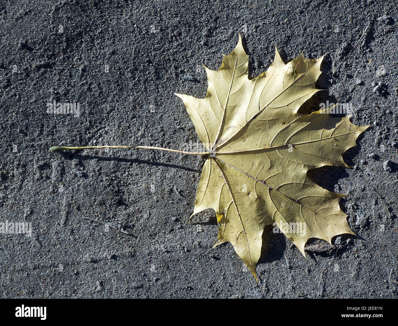 Sandy soil, maple leaf, Sand, dryness, leaves, foliage, autumn foliage ...