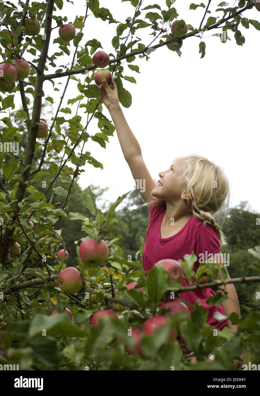 Apple-tree, apples, branches, girls, smile, pick, at the side, portrait ...