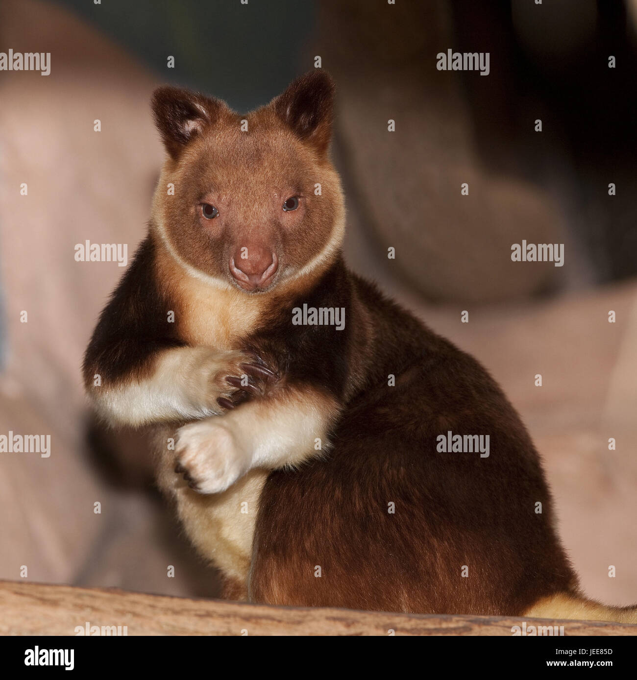 Goodfellow hi-res stock photography and images - Alamy