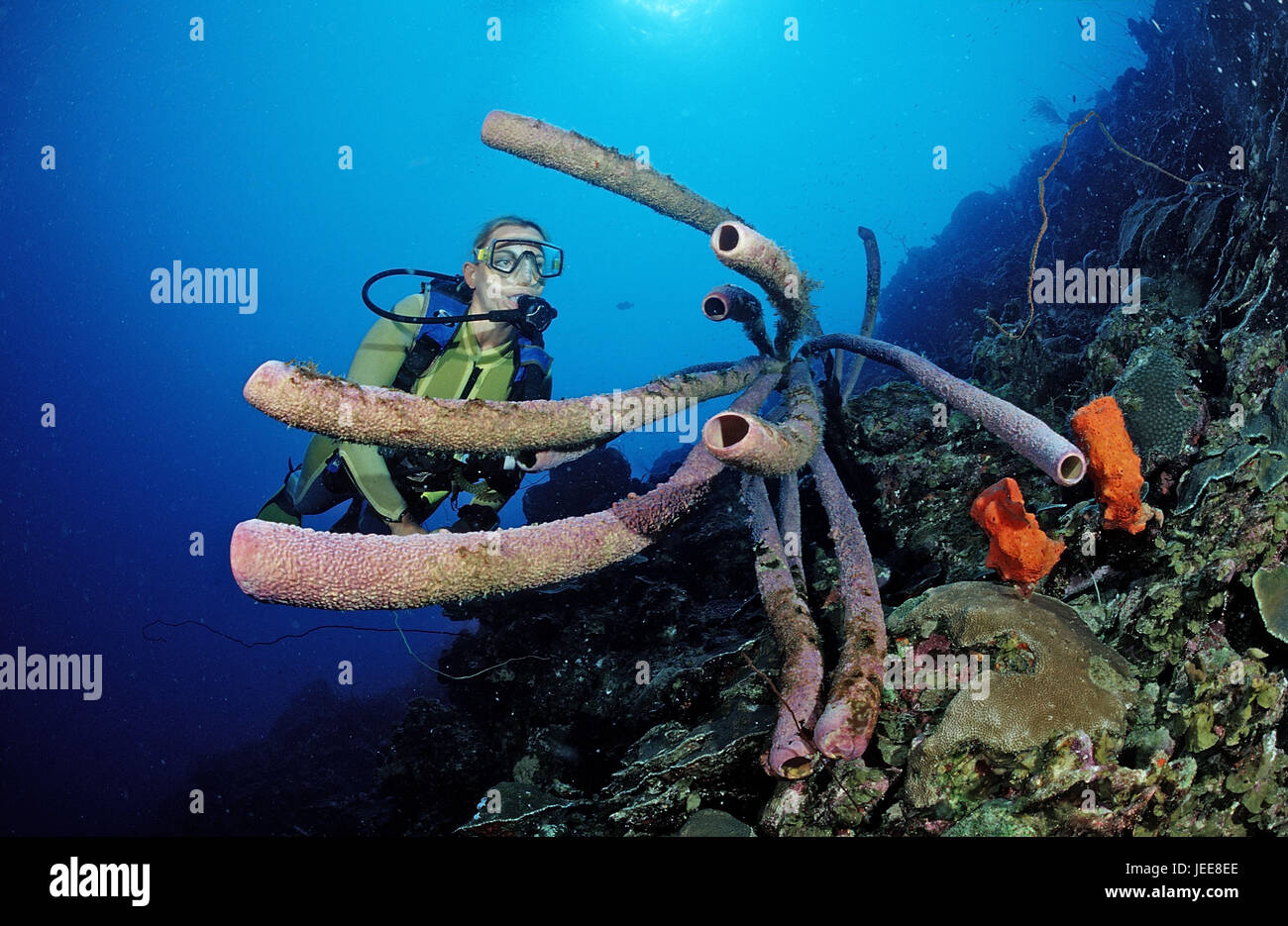 Diver, tube fungus, Aplysina archeri, the Caribbean Stock Photo - Alamy