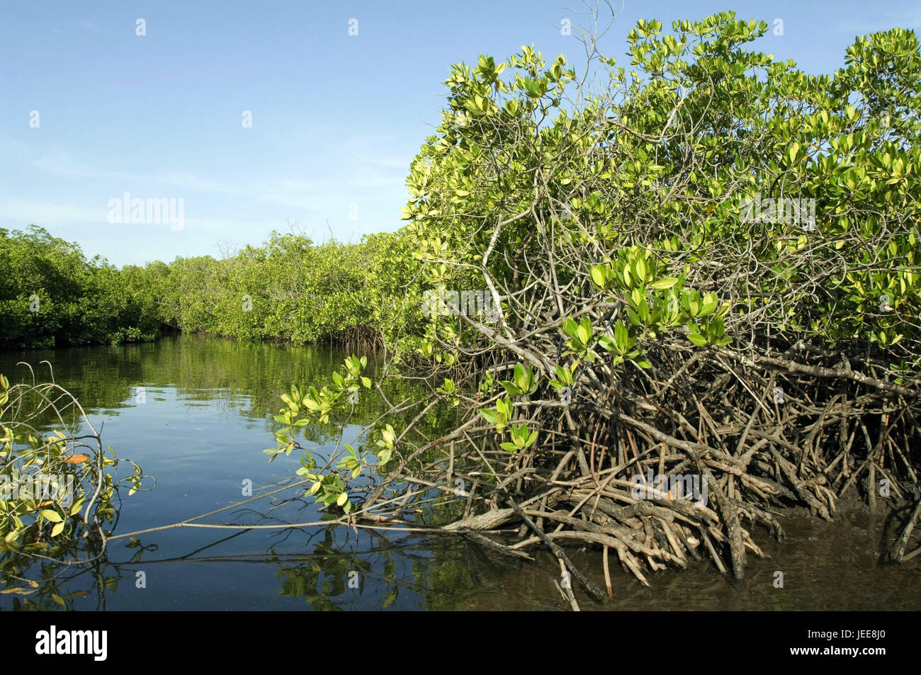 Mangroves, river, Saloum delta, Senegal Stock Photo - Alamy