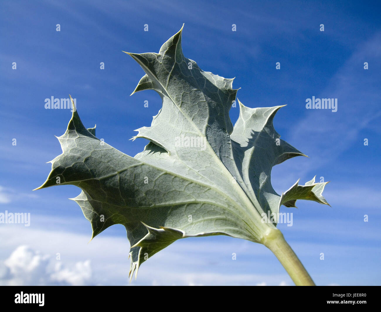 Beach thistle, Eryngium maritimum, detail, leaves, nature, botany ...
