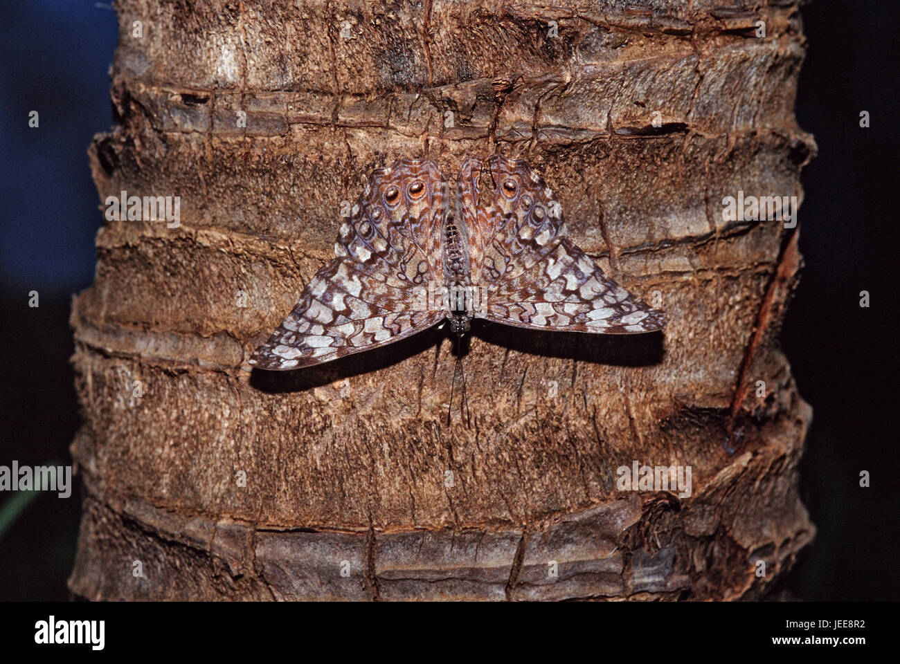 Butterfly 'Ferentina Calico', Hamadryas februa, trunk Stock Photo - Alamy