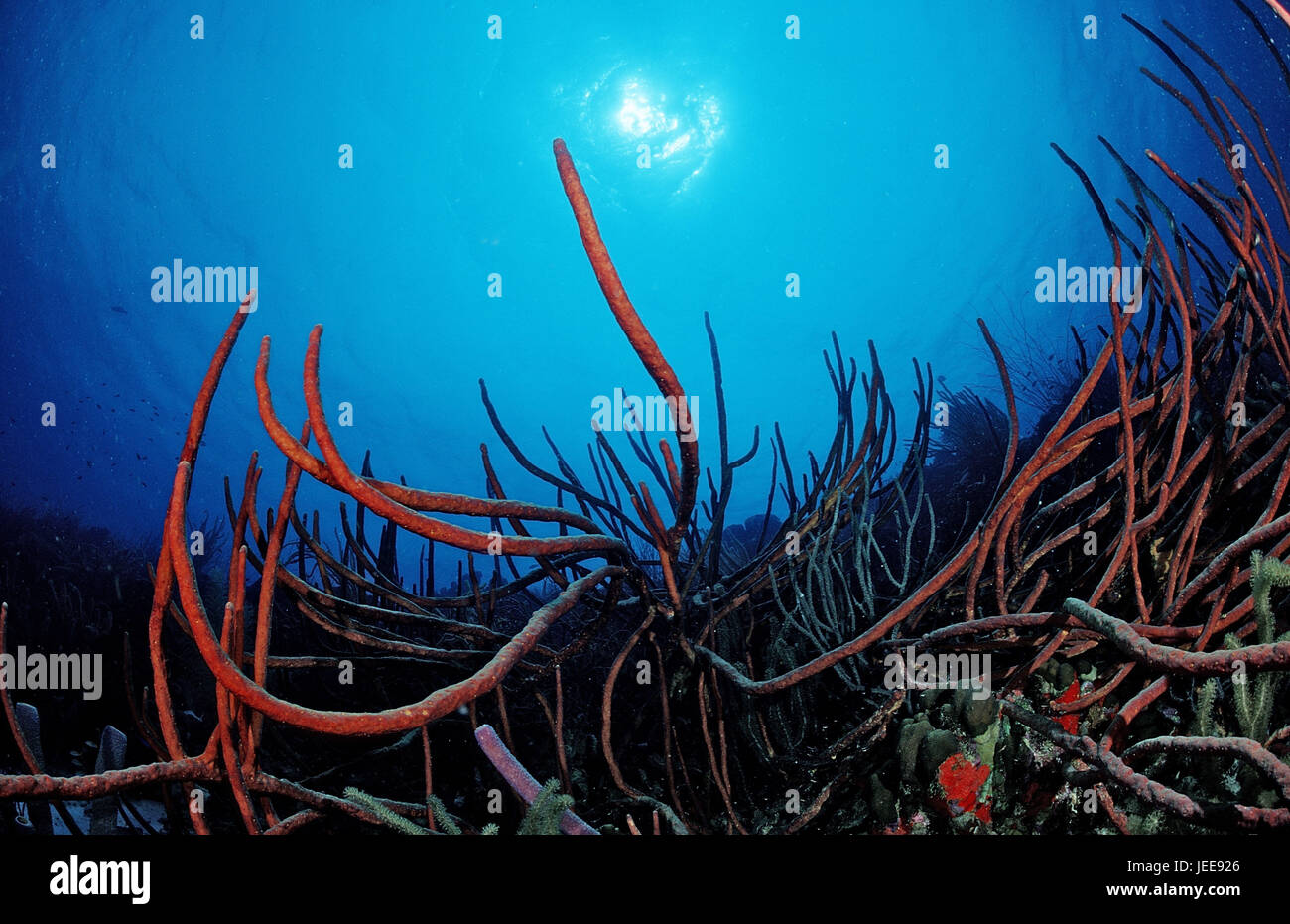 Red tube fungus hi-res stock photography and images - Alamy