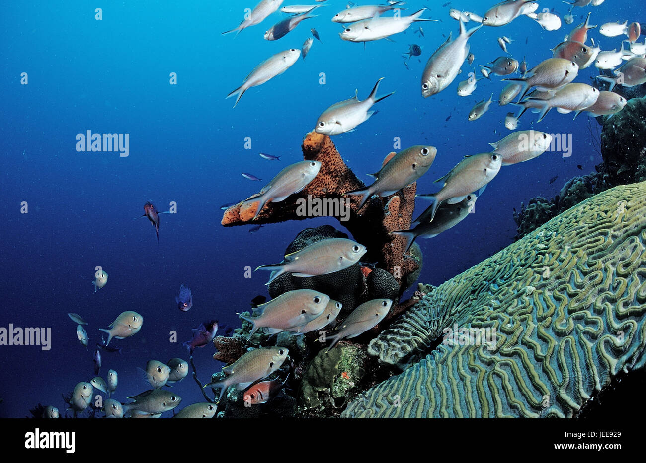 Brown Chromis, Chromis multilineata, the Caribbean Stock Photo - Alamy