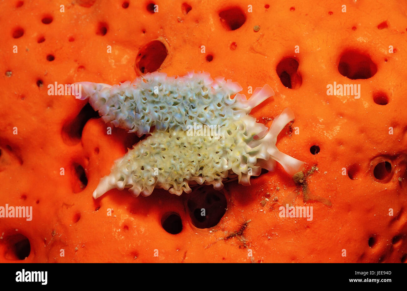 Two sea slugs underwater hi-res stock photography and images - Alamy