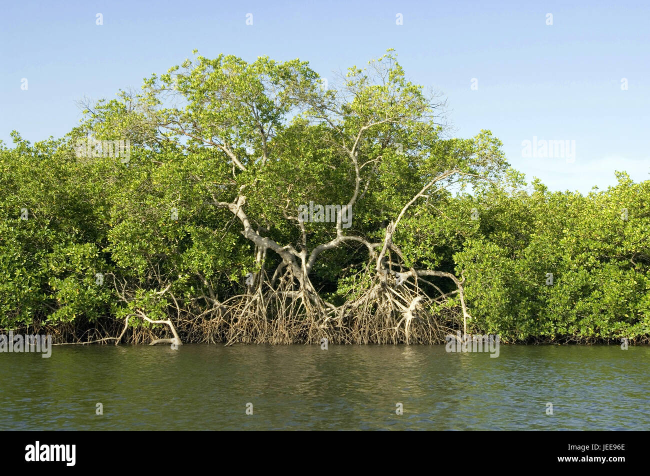 Mangroves, river, Saloum delta, Senegal Stock Photo - Alamy