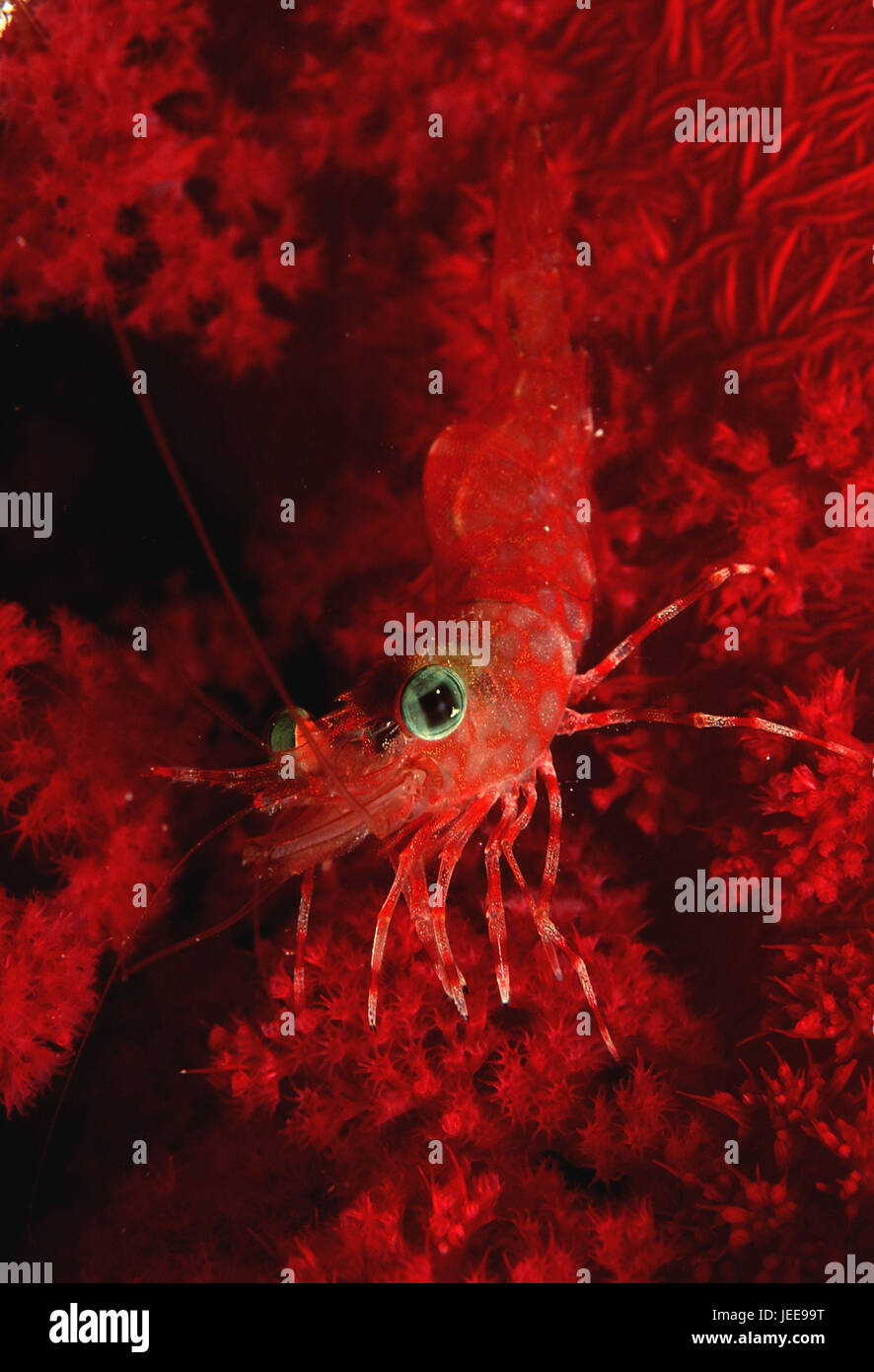 Wet dance shrimp hi-res stock photography and images - Alamy