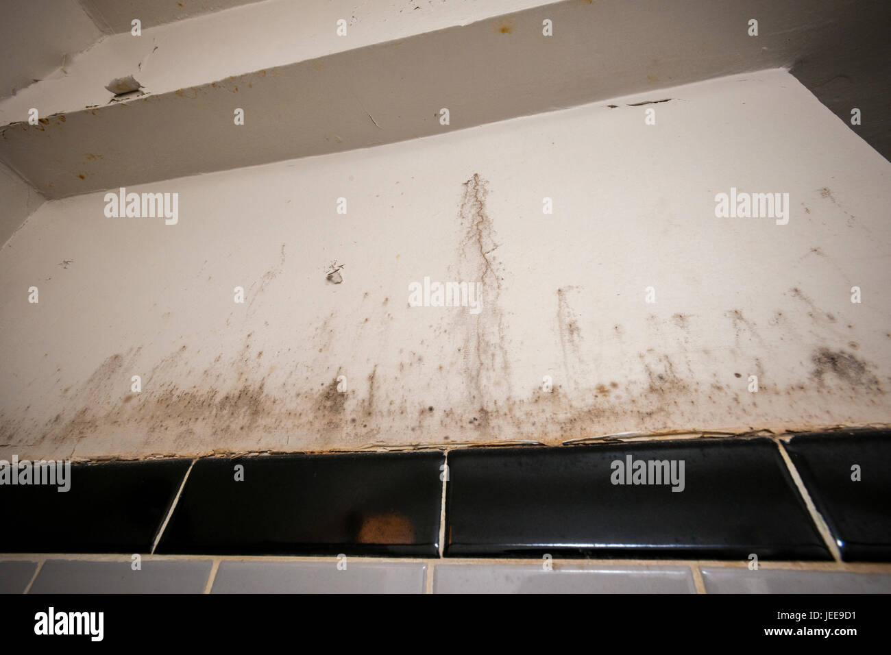 A damaged bathroom wall in New York showing the growth of mold on ...