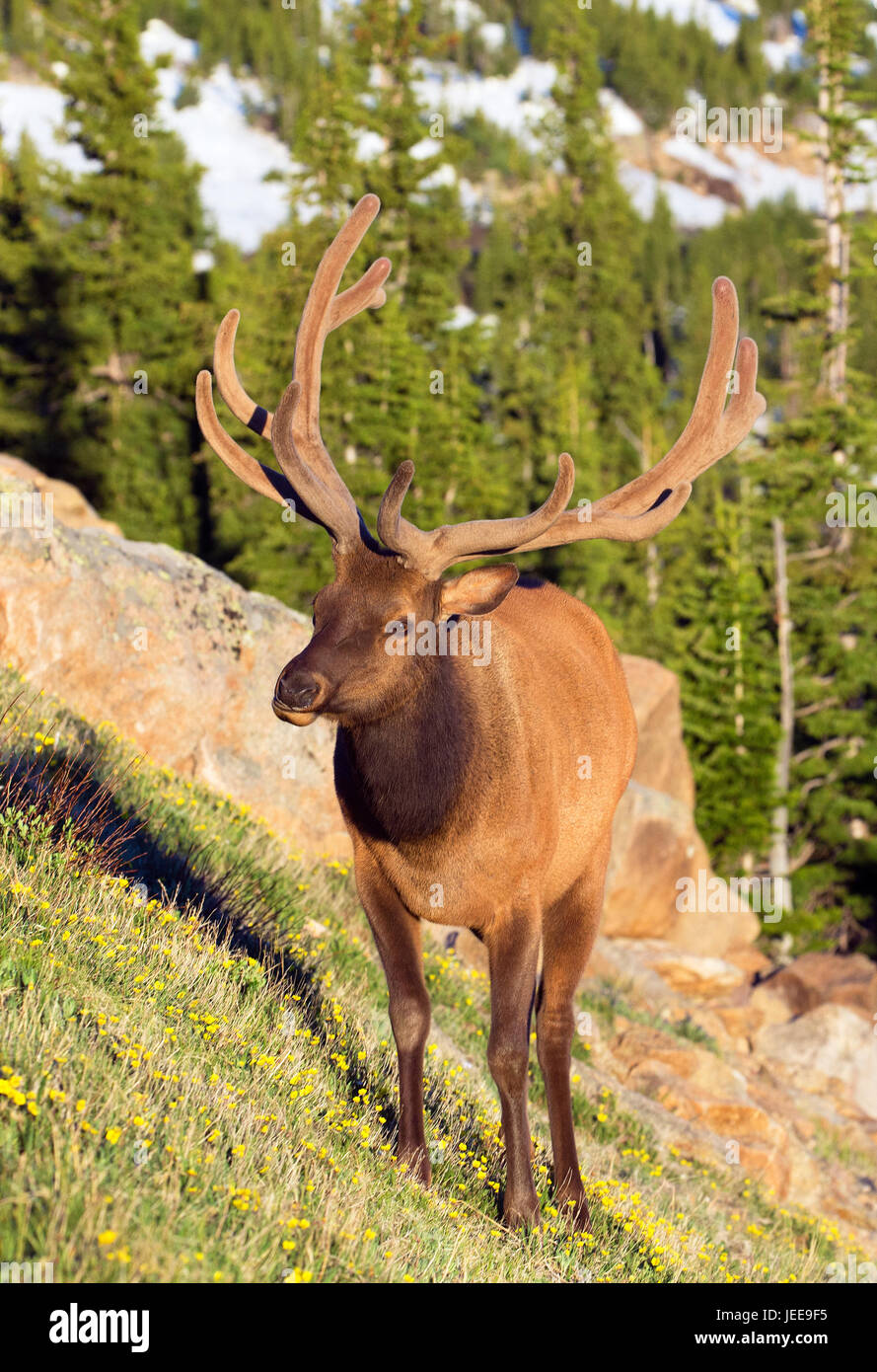 Elk in Rocky Mountains National Park, Colorado Stock Photo - Alamy
