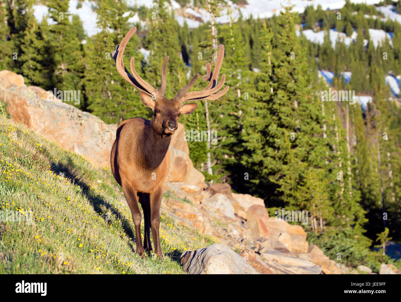 Species Of Elk In Colorado at Morris Rios blog