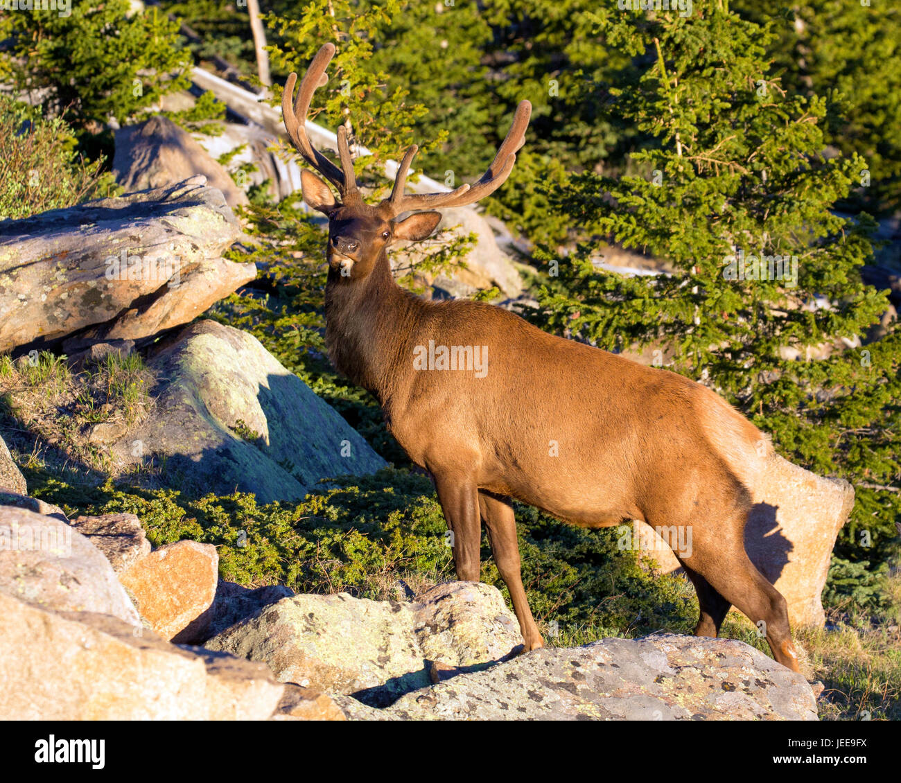 Colorado animals hi-res stock photography and images - Alamy