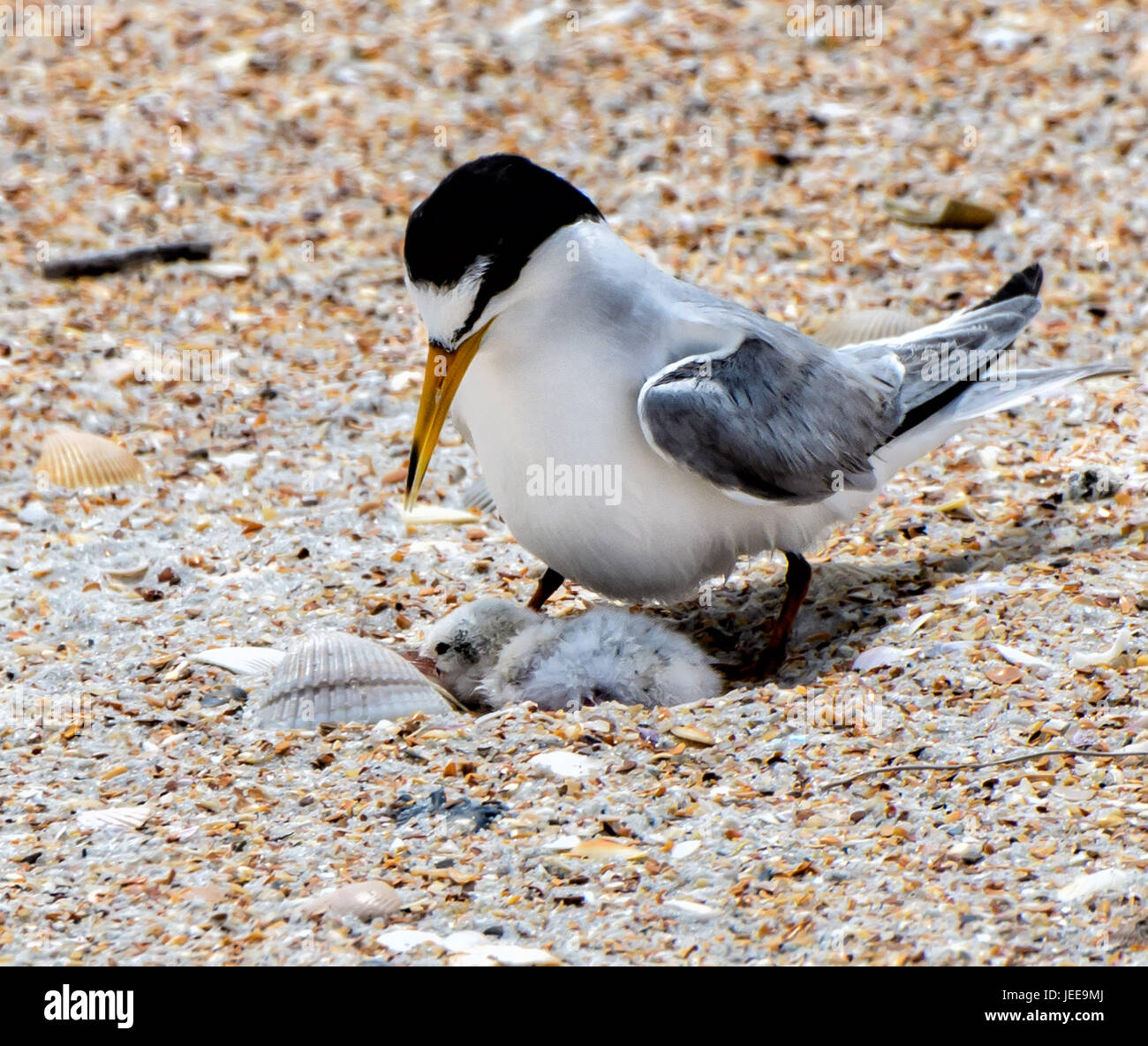 Central florida least terns hi-res stock photography and images - Alamy