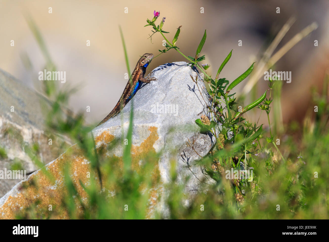 A blue bellied Prairie Lizard climbing on a rock near a purple wild ...