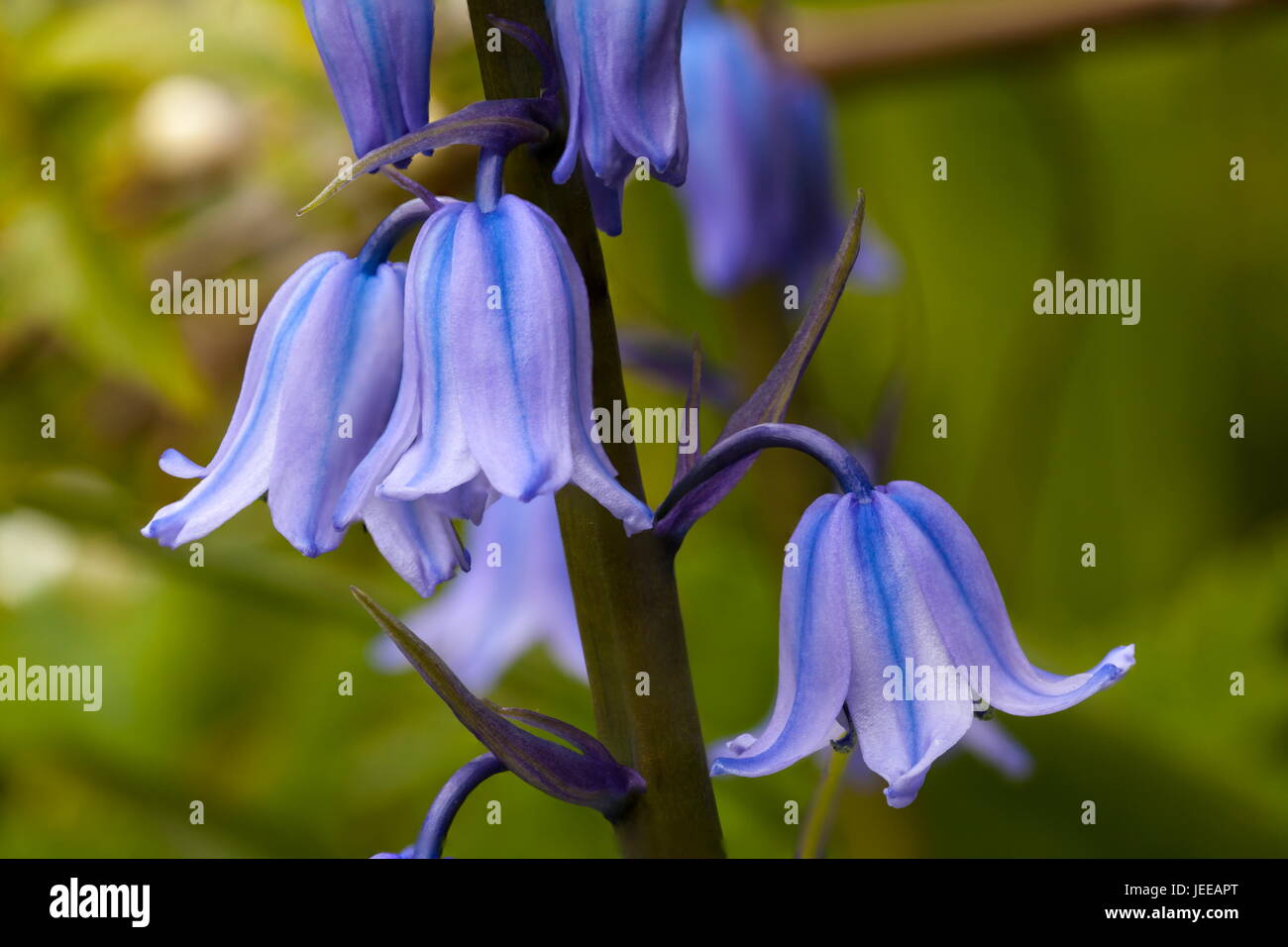A close up of Spanish BlueBells (Hyacinthoides hispanica Stock Photo ...