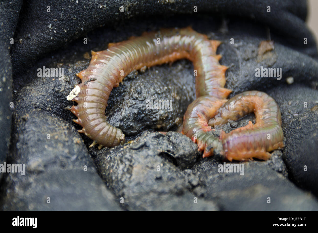 Marine polychaete annelid hi-res stock photography and images - Alamy