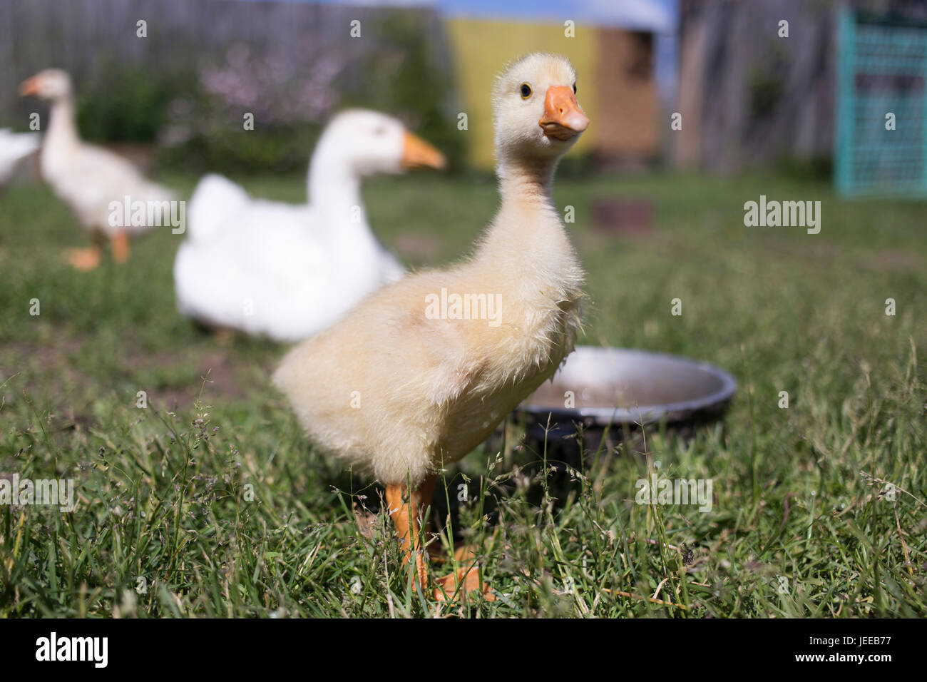 Nice white goose standing hi-res stock photography and images - Alamy